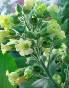 Asemaa Nitam (Sacred Tobacco First) – Edge of the Bush